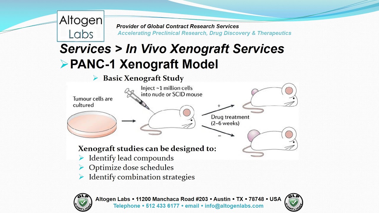 Altogen Labs PANC-1 Xenograft Service Pancreatic Cancer - YouTube