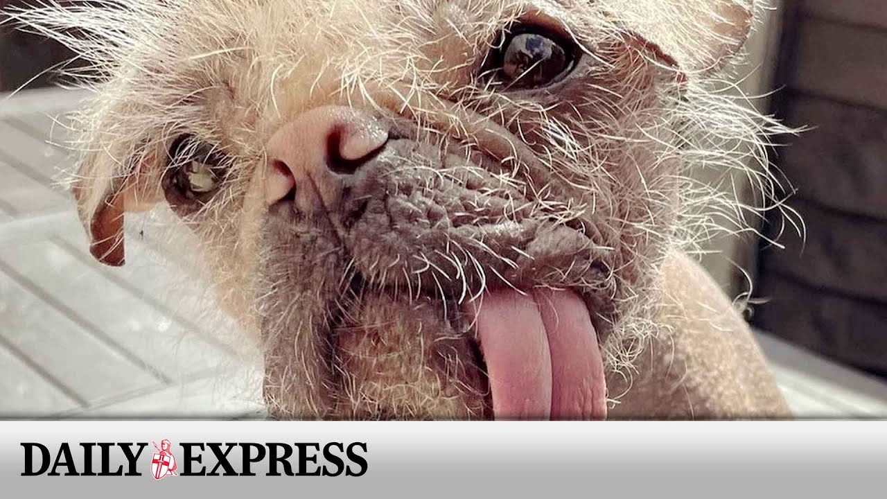 Ugly Animals Memes Ugly Animals GIFs | Tenor