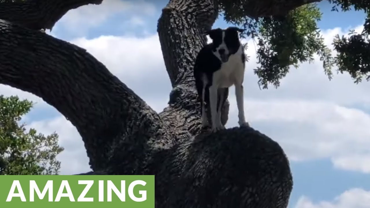 Amazing tree climbing doggy has no fear - YouTube