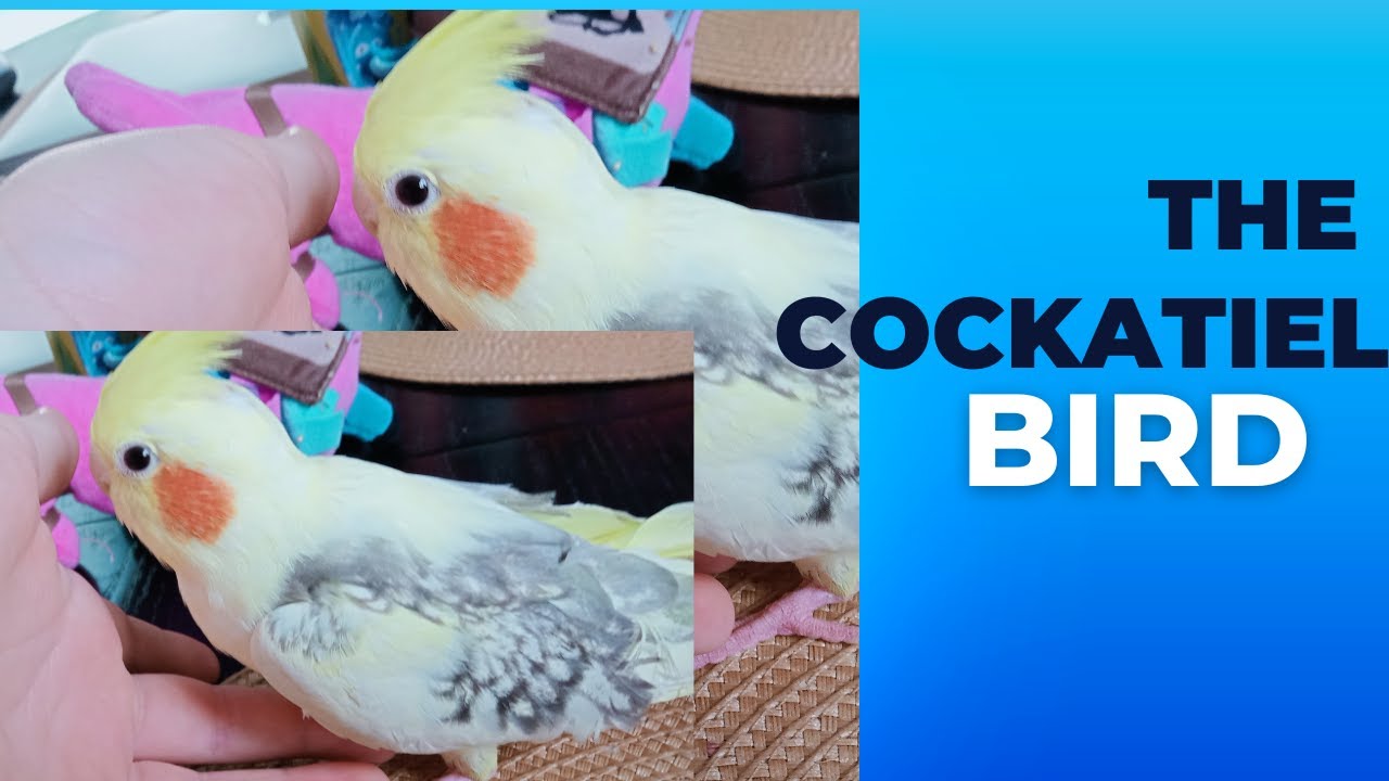 PLAYFUL GEORGE THE BIRD//UNBOXING - YouTube