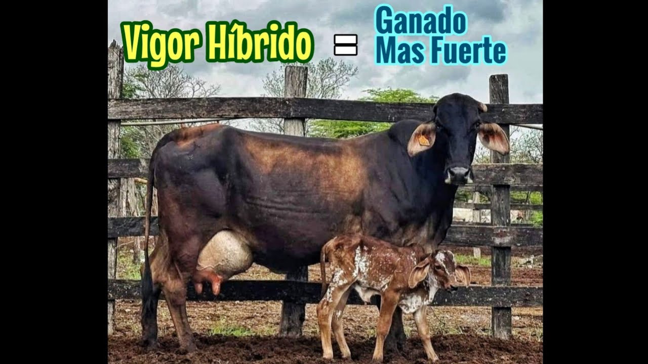 Vigor Híbrido en Bovinos: La Clave para un Ganado Más Fuerte y ...