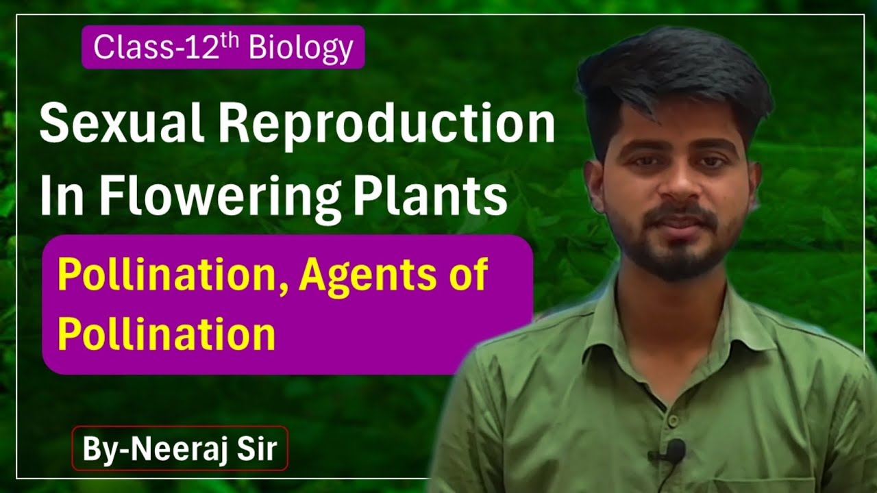 Botany|| Class-12th|| NEET || Board || Sexual Reproduction In Flowering Plants - YouTube