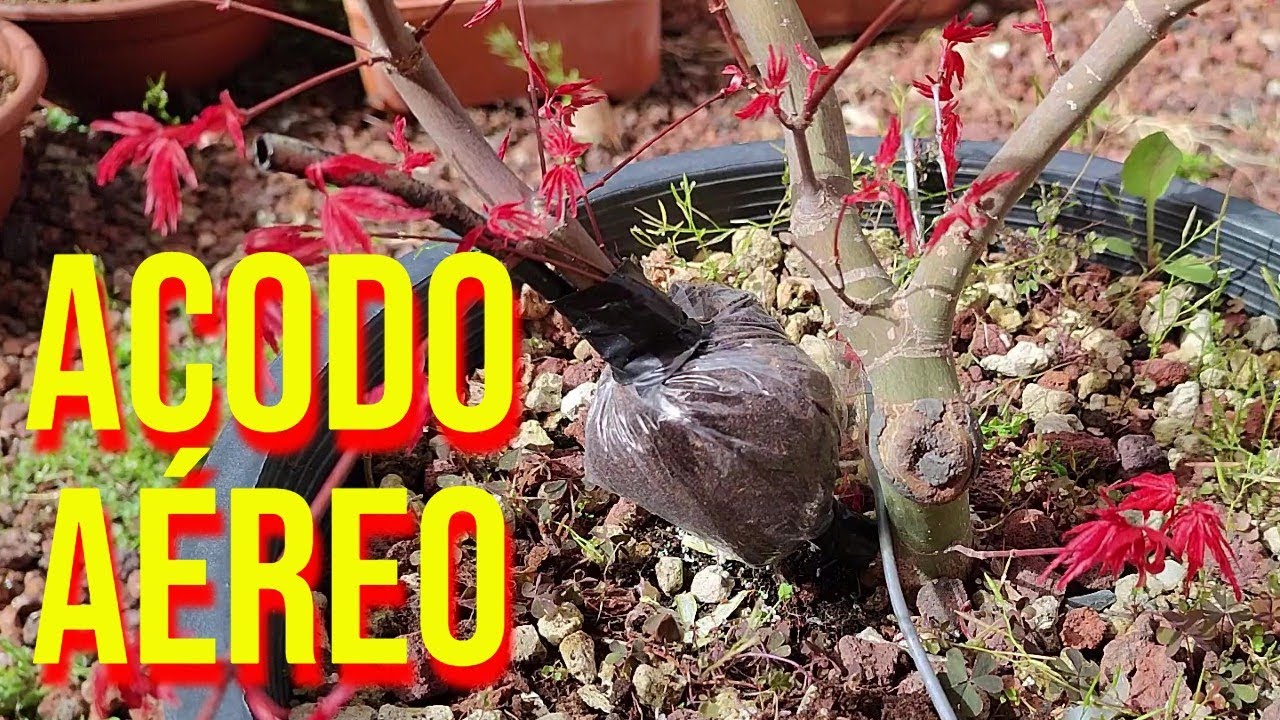 Cómo Hacer Acodo Aéreo en Acer Palmatum - BONSAI - YouTube