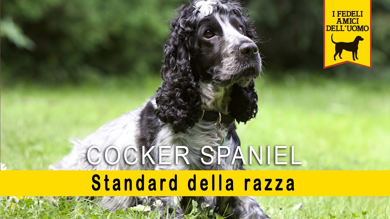 Cocker Spaniel - Standard della razza - YouTube