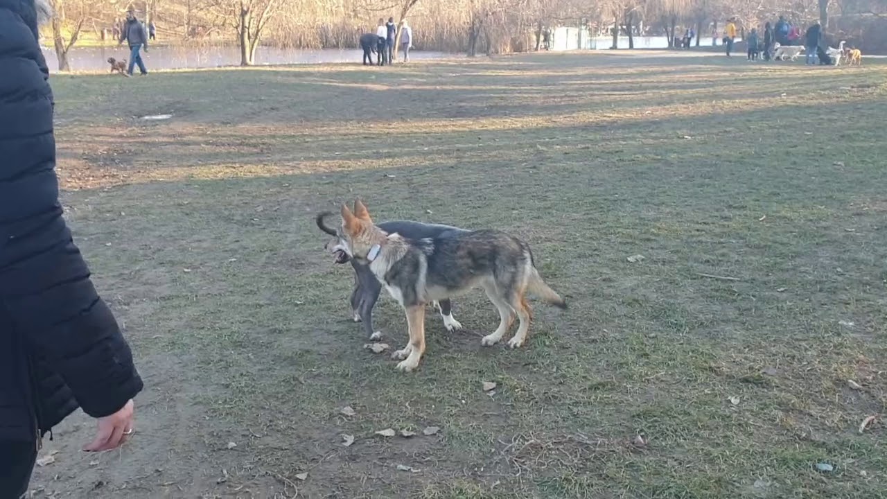 Socializing Your Wolf dog - YouTube