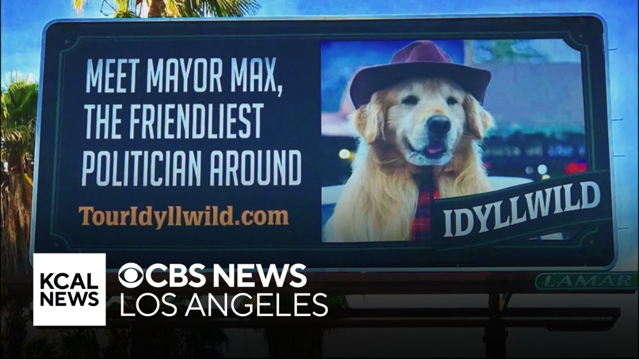 Heading to the Inland Empire to meet Idyllwild's "paw-litician" Mayor ...