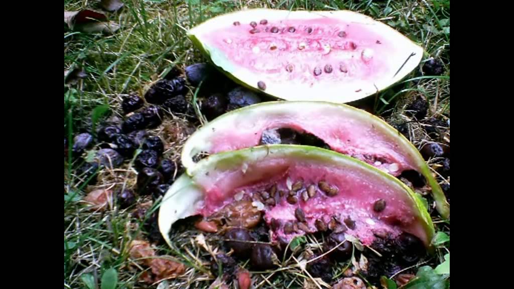 Rotting Fruits Time Lapse - YouTube