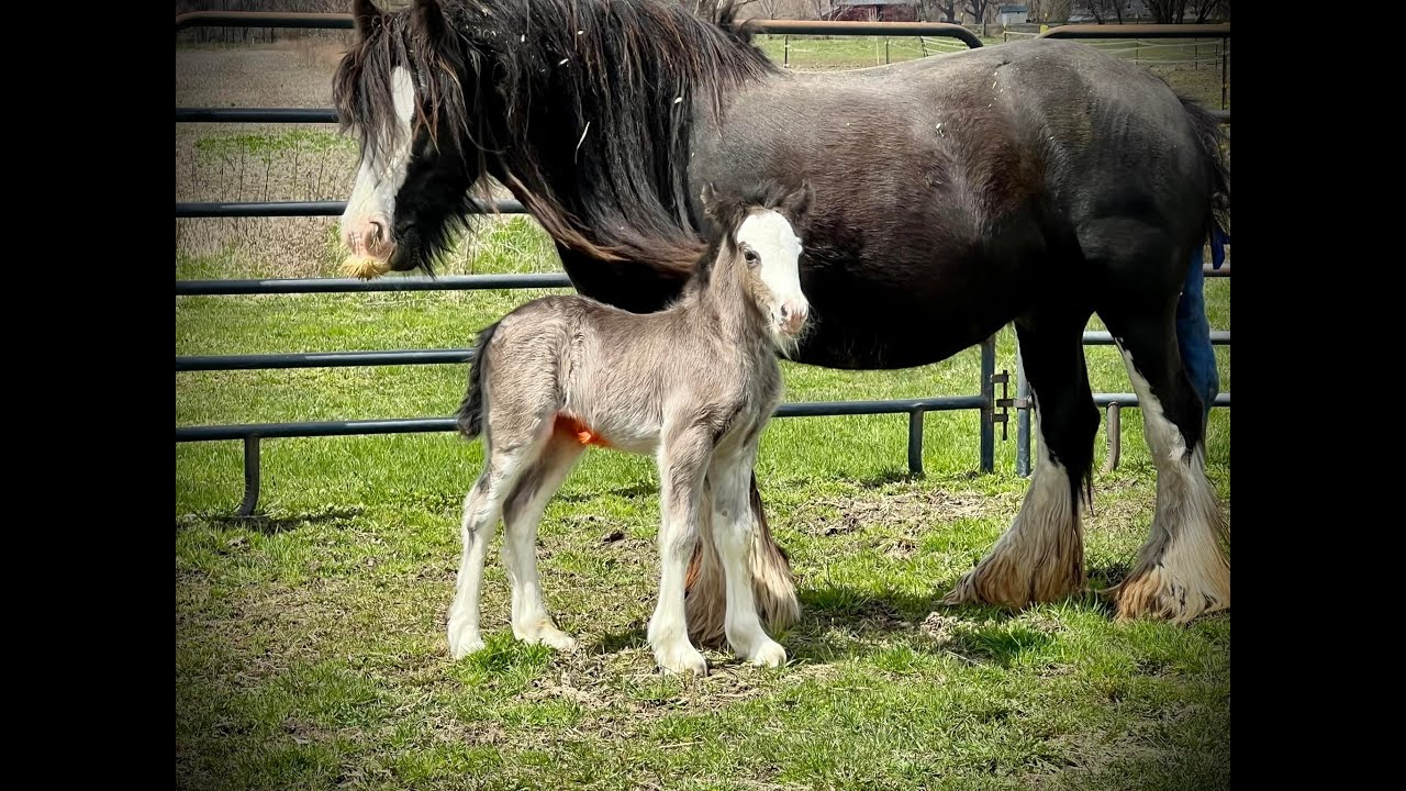 PUREBRED MINI GYPSY COB VANNER BIRTH SFGH Queen of the Swamp aka Fiona ...