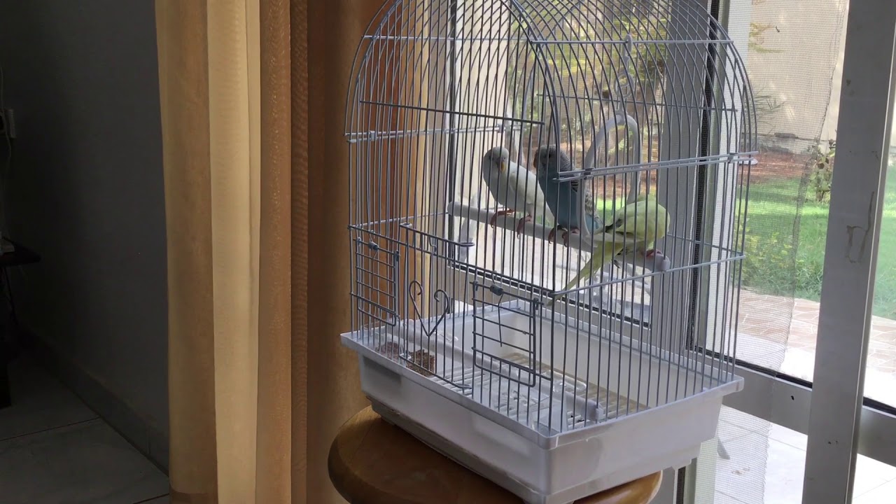 Buji birds sound - YouTube