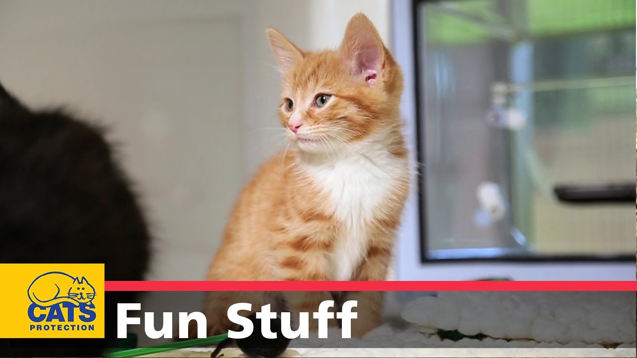 Cat therapy: relaxing feline mindfulness! - YouTube