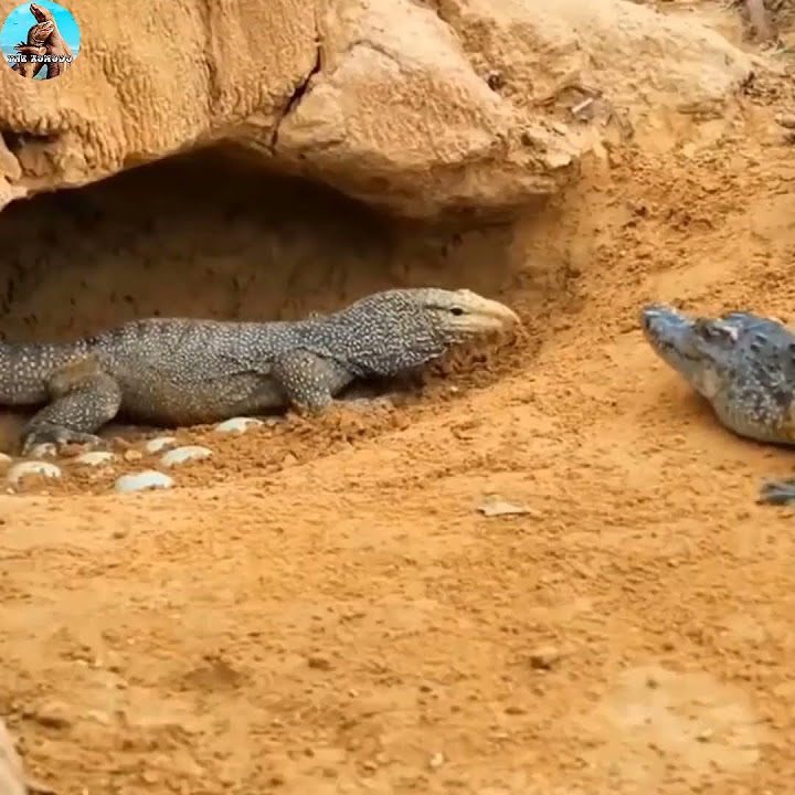 crocodile vs komodo dragon, who win - The Komodo - YouTube