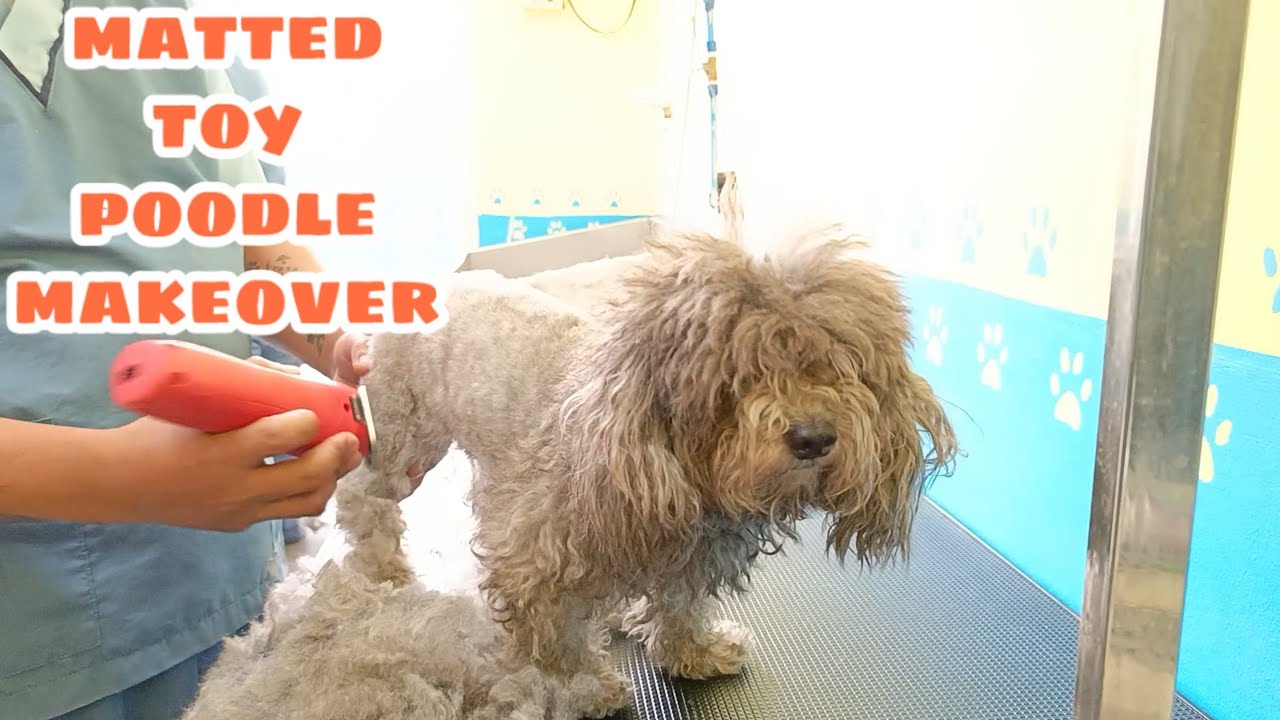 Matted toy poodle makeover clean face summer cut spare ears and tail ...