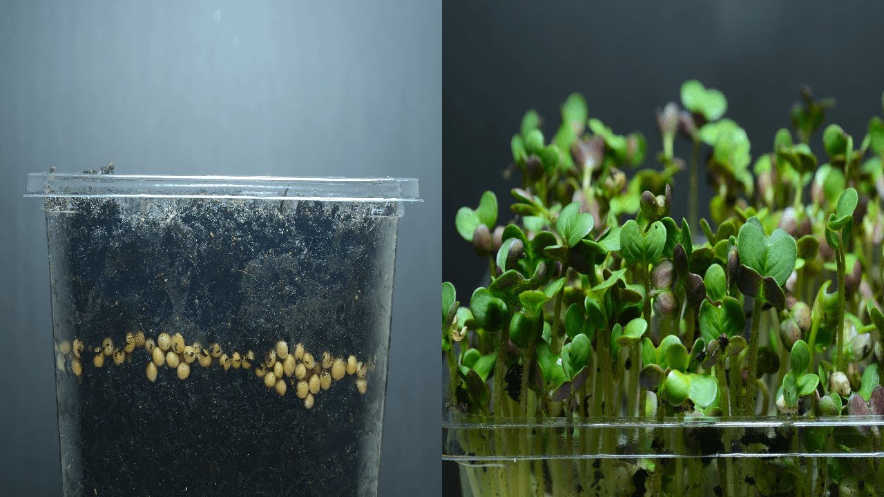 Mustard seeds Time-Lapse | Soil cross section - YouTube