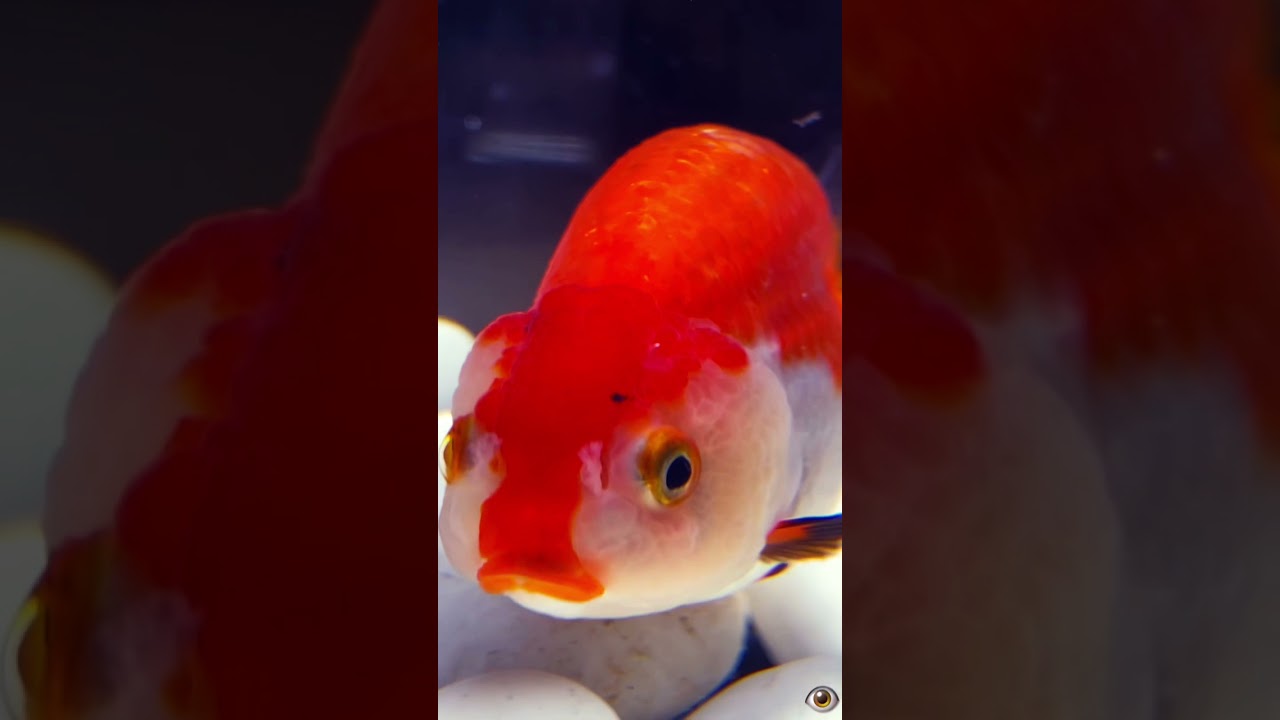Fish go blub | 🐟 - YouTube