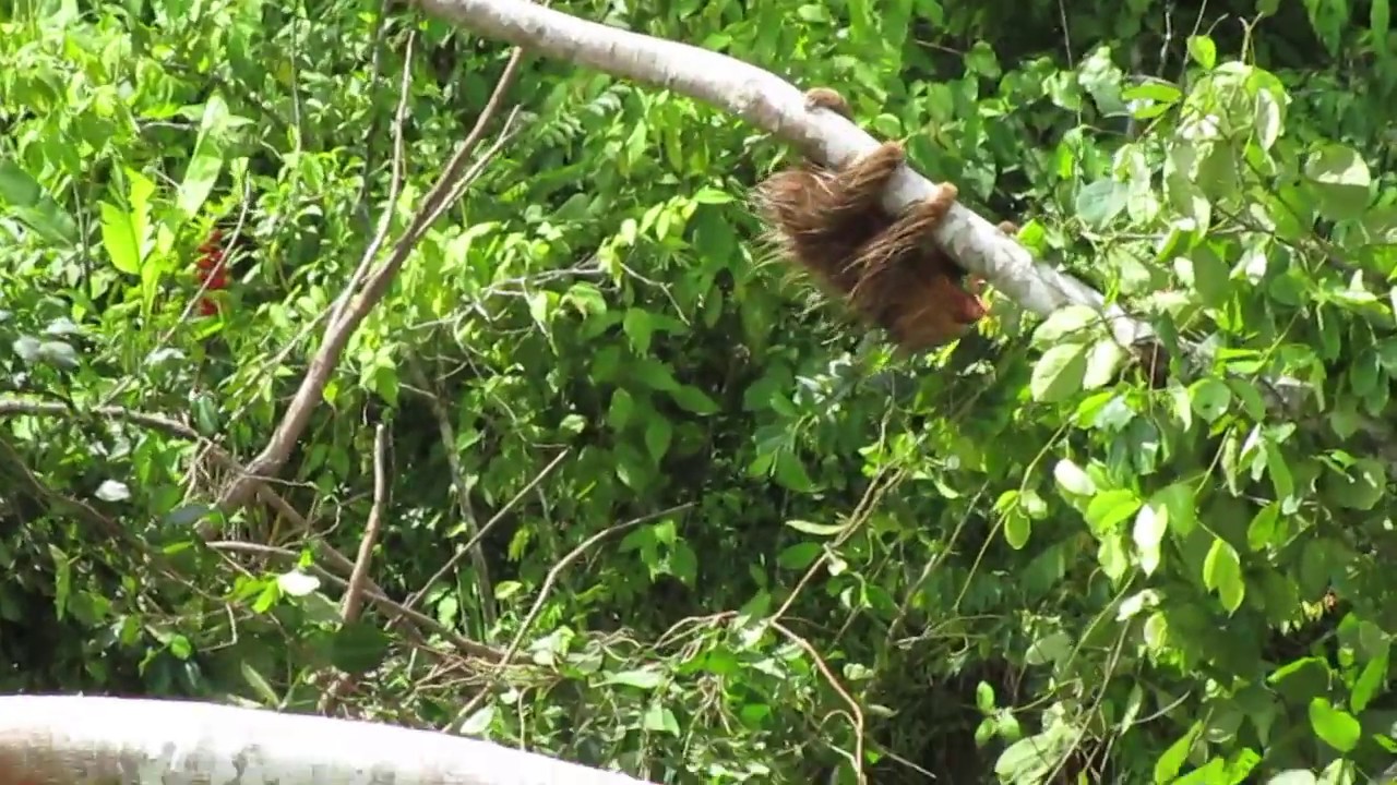 A sloth moving kind of fast (for a sloth) - YouTube