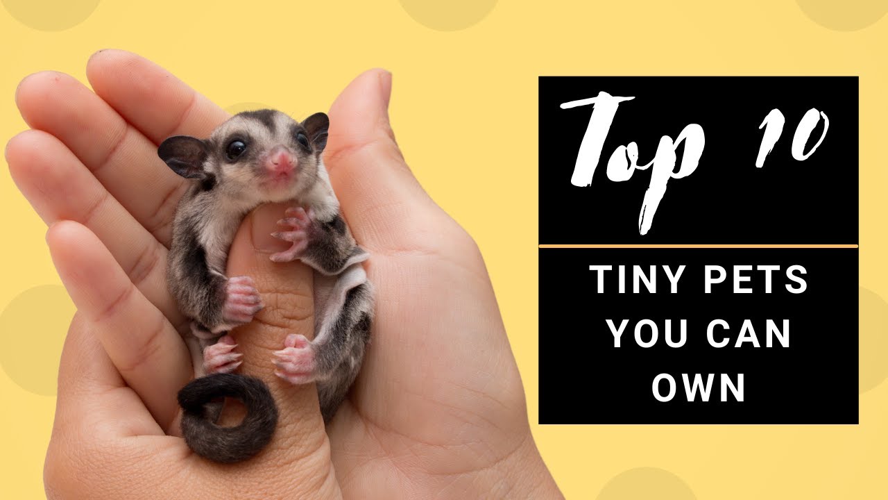 Top 10 Tiny Cute Exotic Pets You Can Own - YouTube