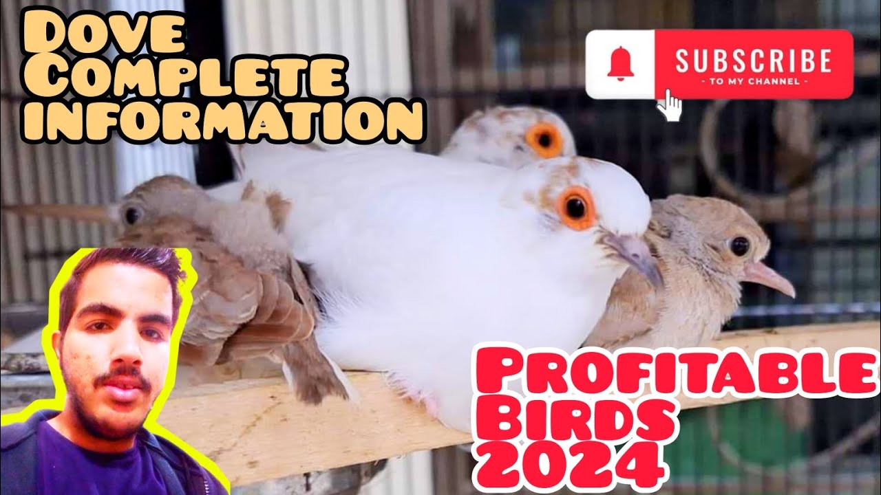 Diamond Dove Complete information || Diamond dove breeding tips ...