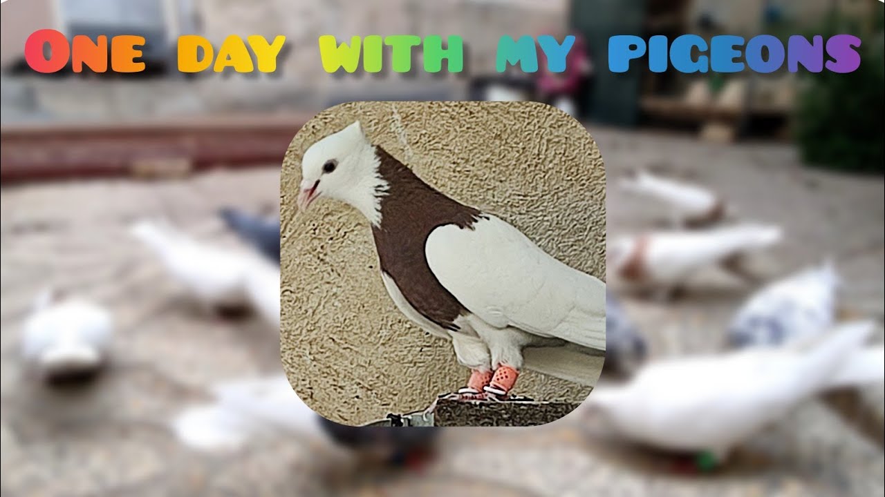 Handling My pigeons on a cloudy day | ASMR | PIGEONS 🕊️ - YouTube