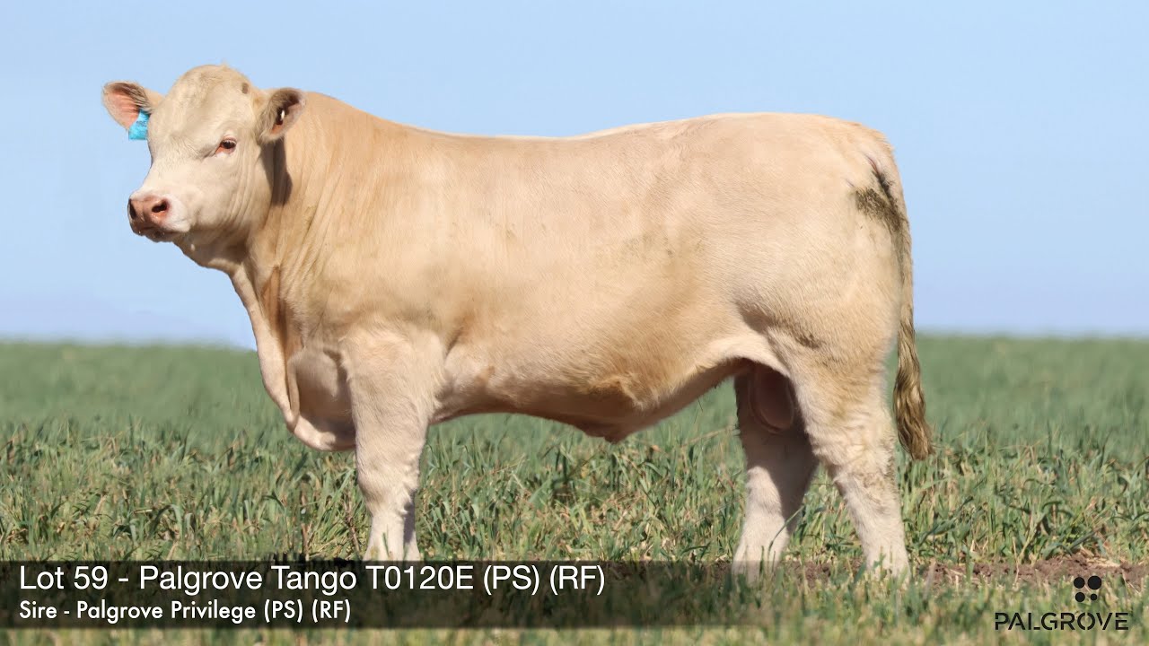 Lot 59 Palgrove Tango T120E (P/S) R/F - YouTube