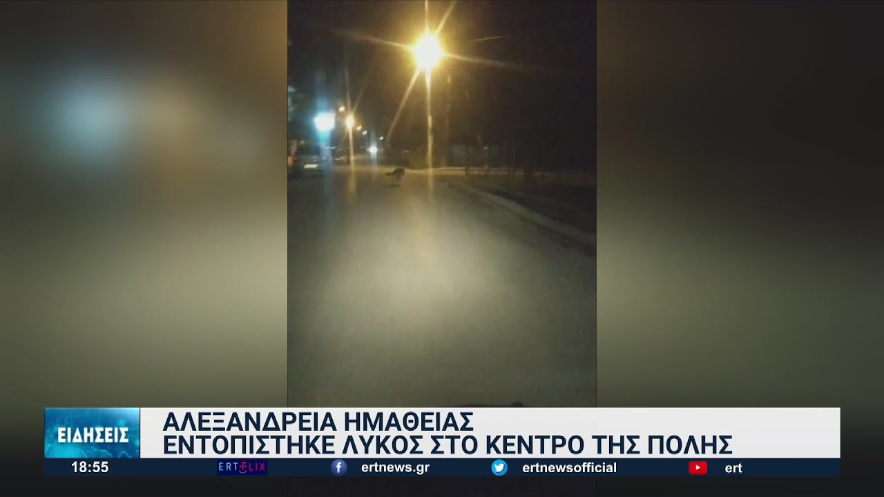 Αλεξάνδρεια Ημαθίας: Λύκος περιφέρεται στο κέντρο της πόλης | 19/10 ...