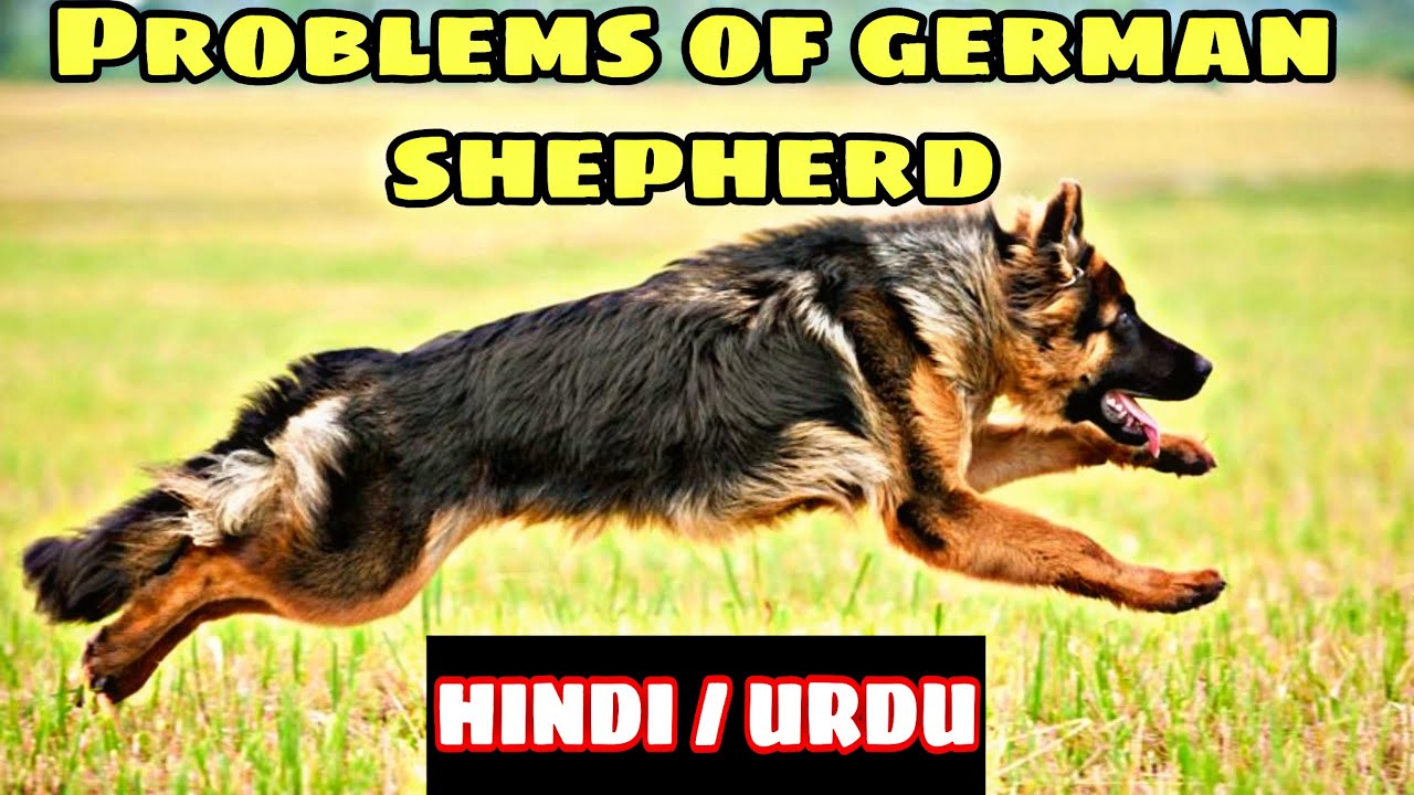 Problems of having a German shepherd l 3 common problems of a German ...