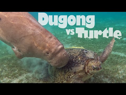 Dugong vs Turtle - Egypt, Marsa Alam