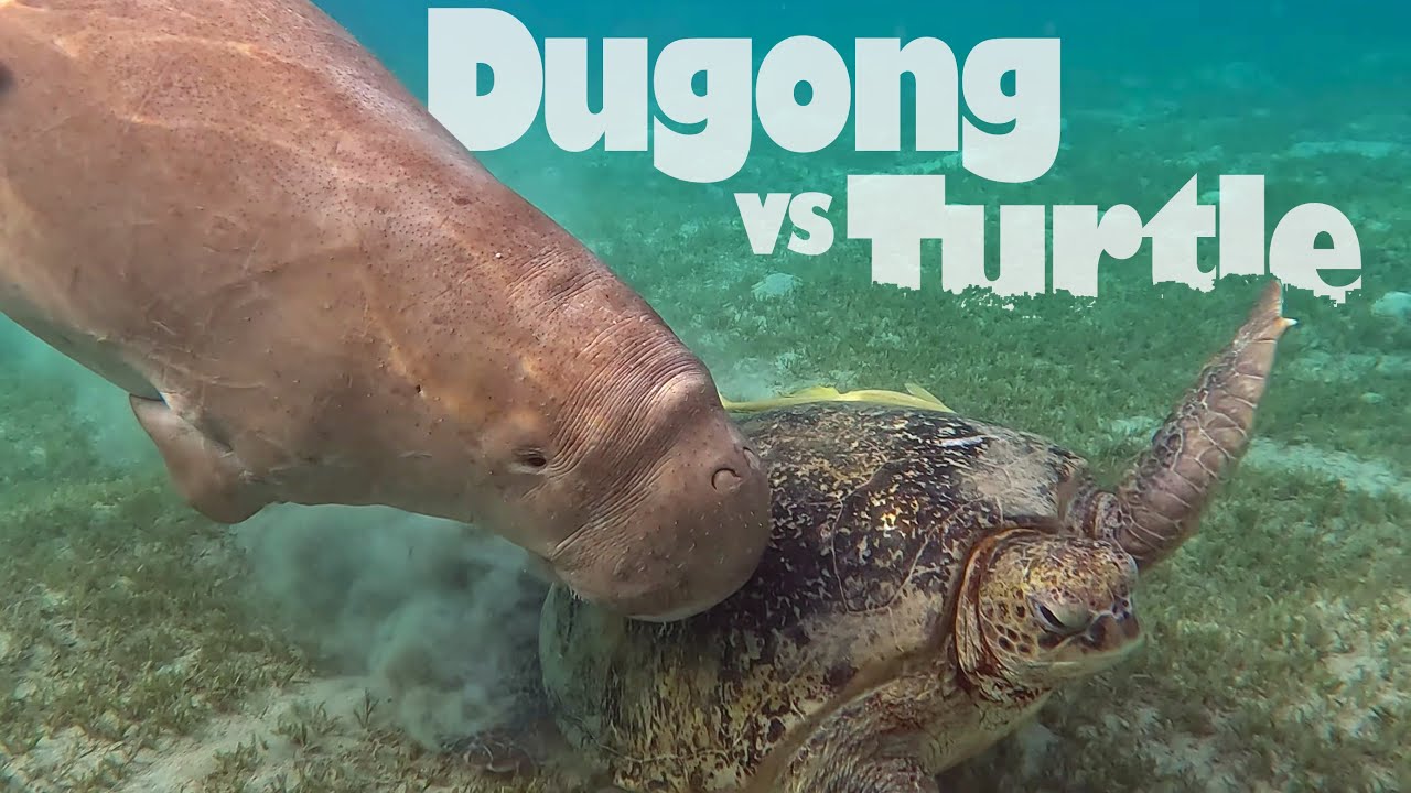 Dugong vs Turtle - Egypt, Marsa Alam - YouTube