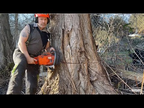 INTENSE moments! Tree #2 Felling in The Wind - YouTube