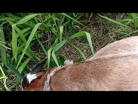 Hora de pastorear a nuestra 🐐 cabra - YouTube