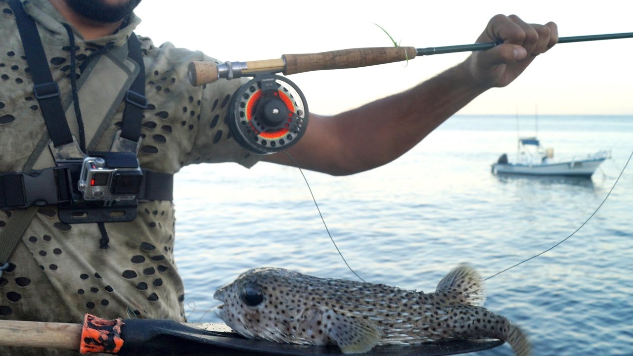 Puffer fish on the fly fishing / ebi fisher - YouTube