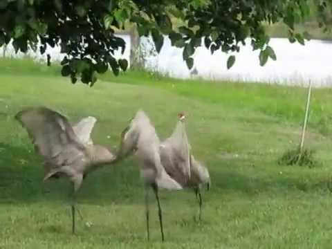 Sandhill cranes mating dance - YouTube
