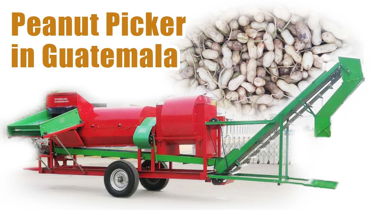 Peanut Picker in Guatemala: How to Harvest Groundnuts Quickly ...