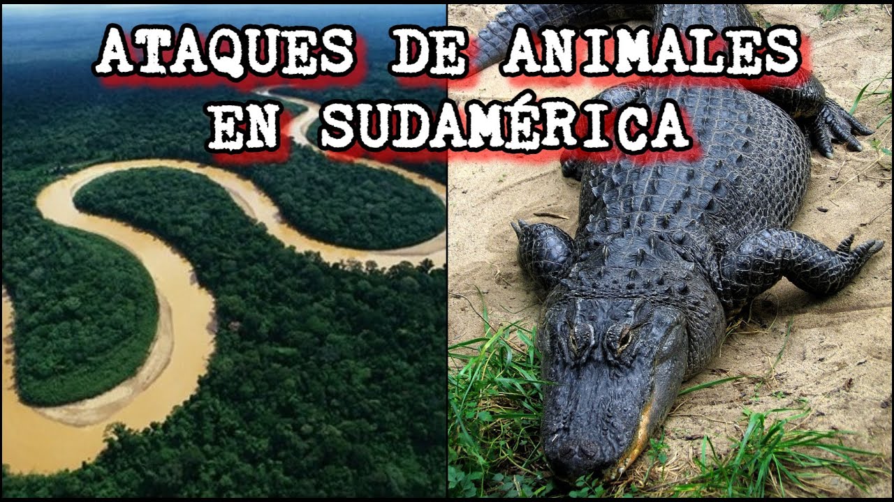 Ataques de animales en Sudamérica - YouTube