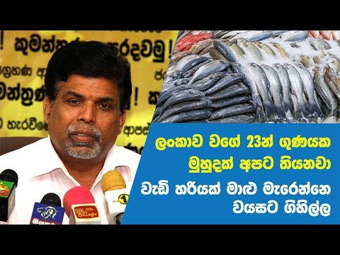 ලංකාව වගේ 23 ගුණයක මුහුදක් අපට තියෙනවා..වැඩිහරියක් මාළු මැරෙන්නෙ වයසට ...