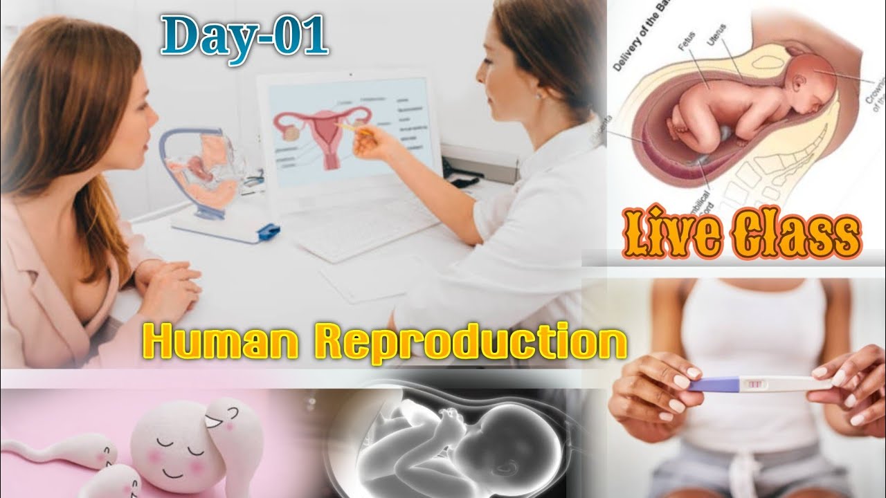 Biology | |Human Reproduction Full stories | Male&Female Orgnaise - YouTube