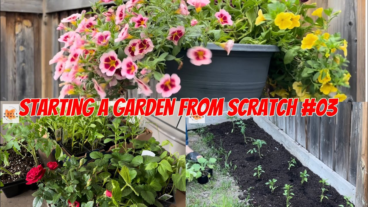 Starting a garden from scratch #03, putting soil & plants | must watch ...