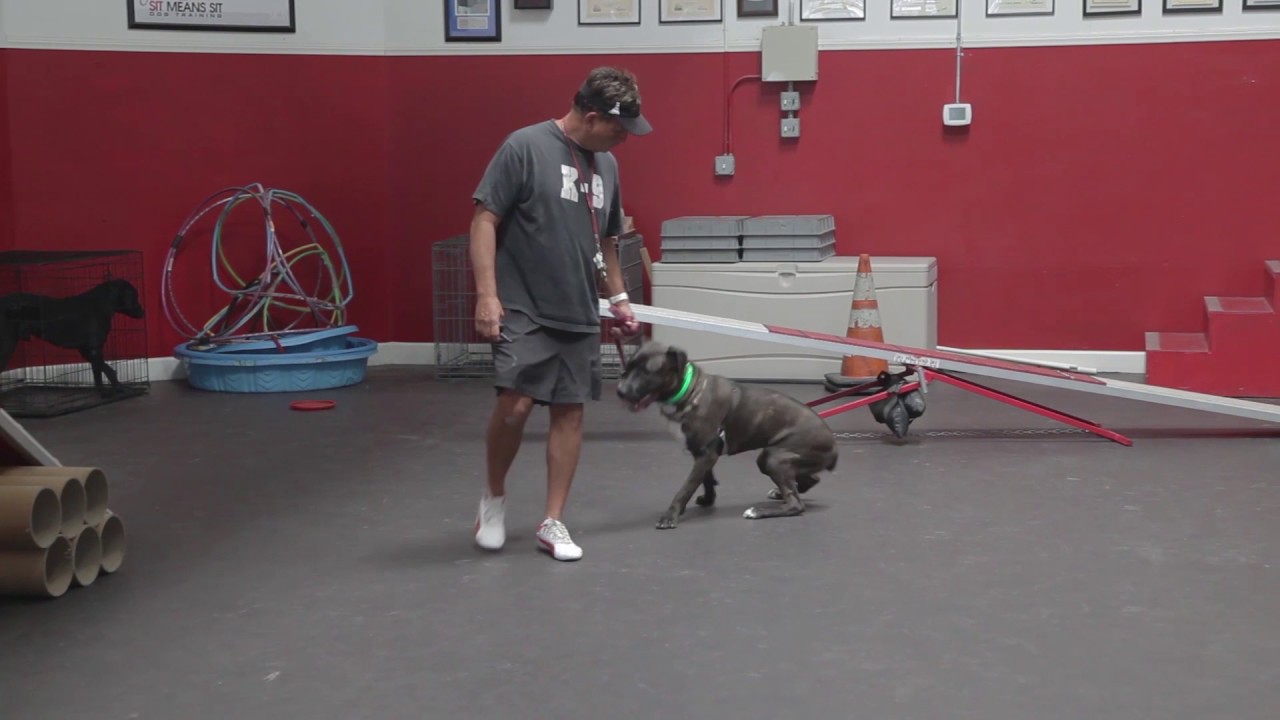 DOG TRAINING - 1 lesson - Life changing - YouTube