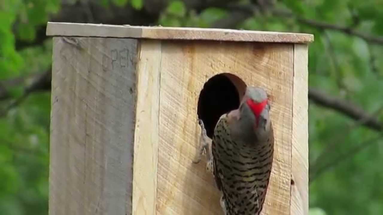Northern Flicker Eggs