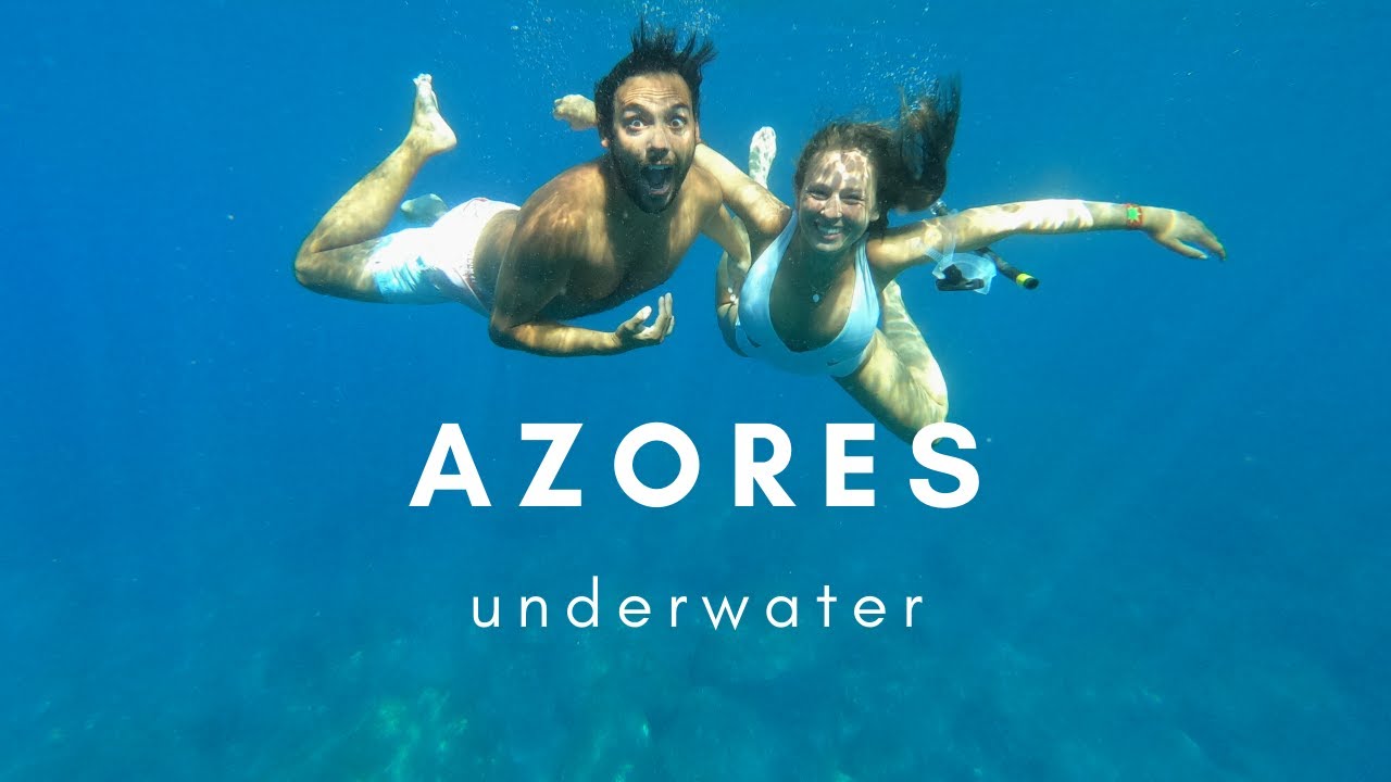 Underwater Azores: Dolphins, Moray Eels, Sharks - YouTube
