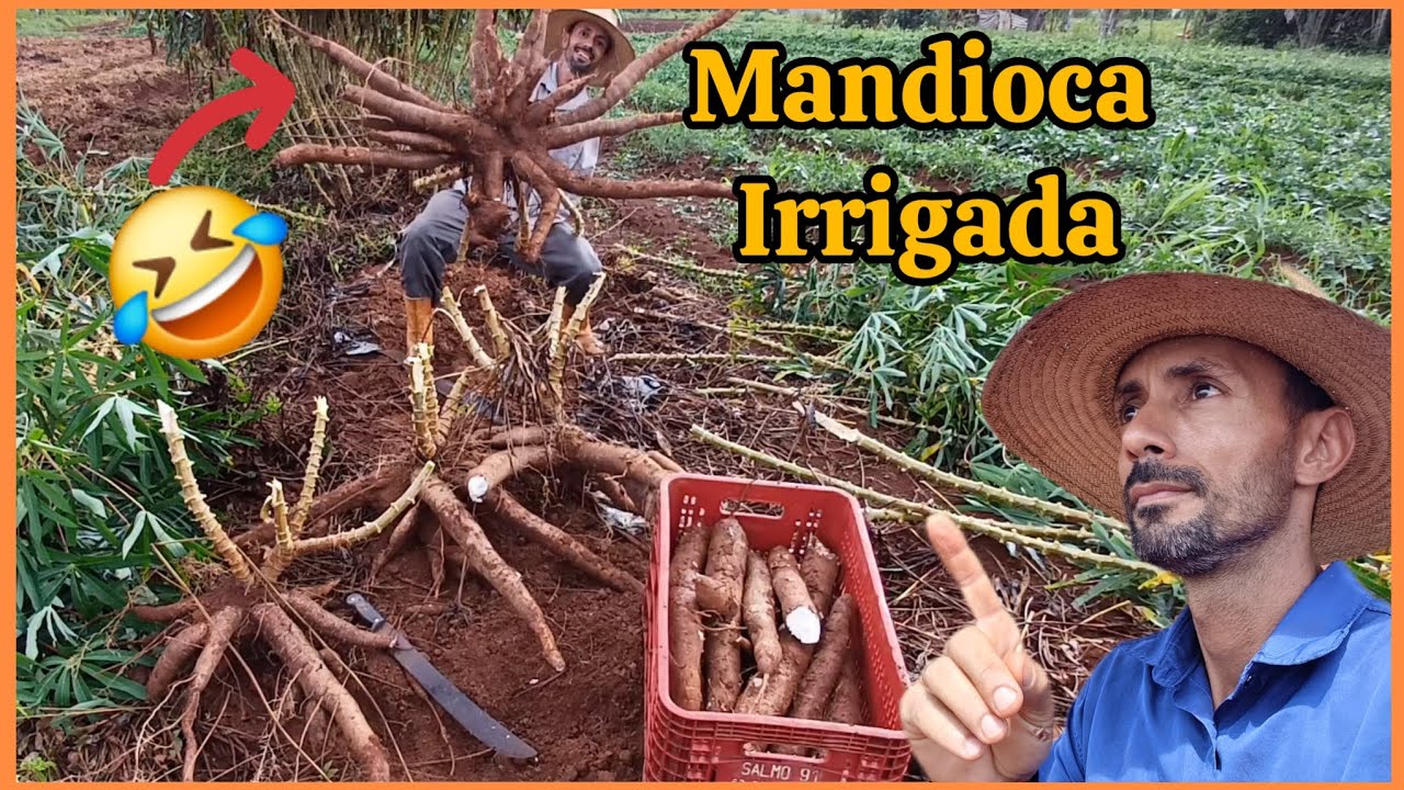 Plantiu na vertical,mandioca Irrigada alta produtividade, #Mandioca ...