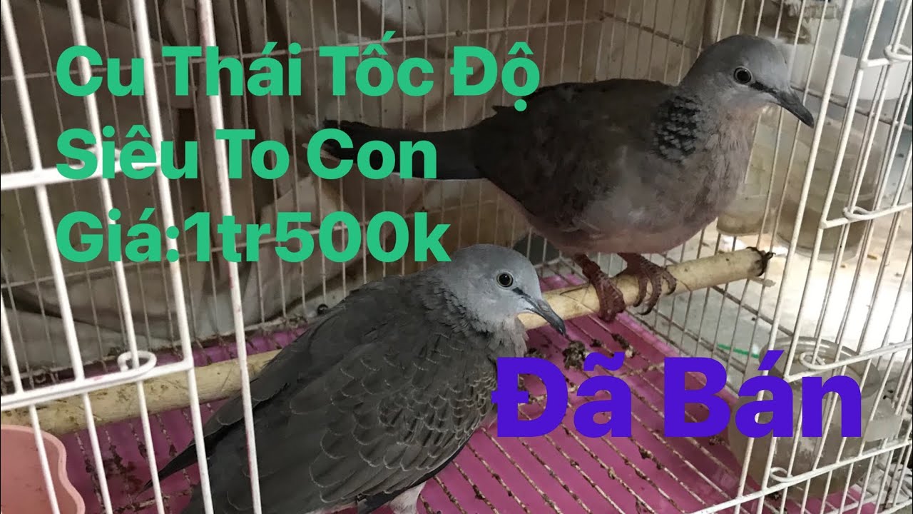 Cặp Cu Thái Tốc Độ Siêu To Con -1tr500☎️0938374466 khanh - YouTube