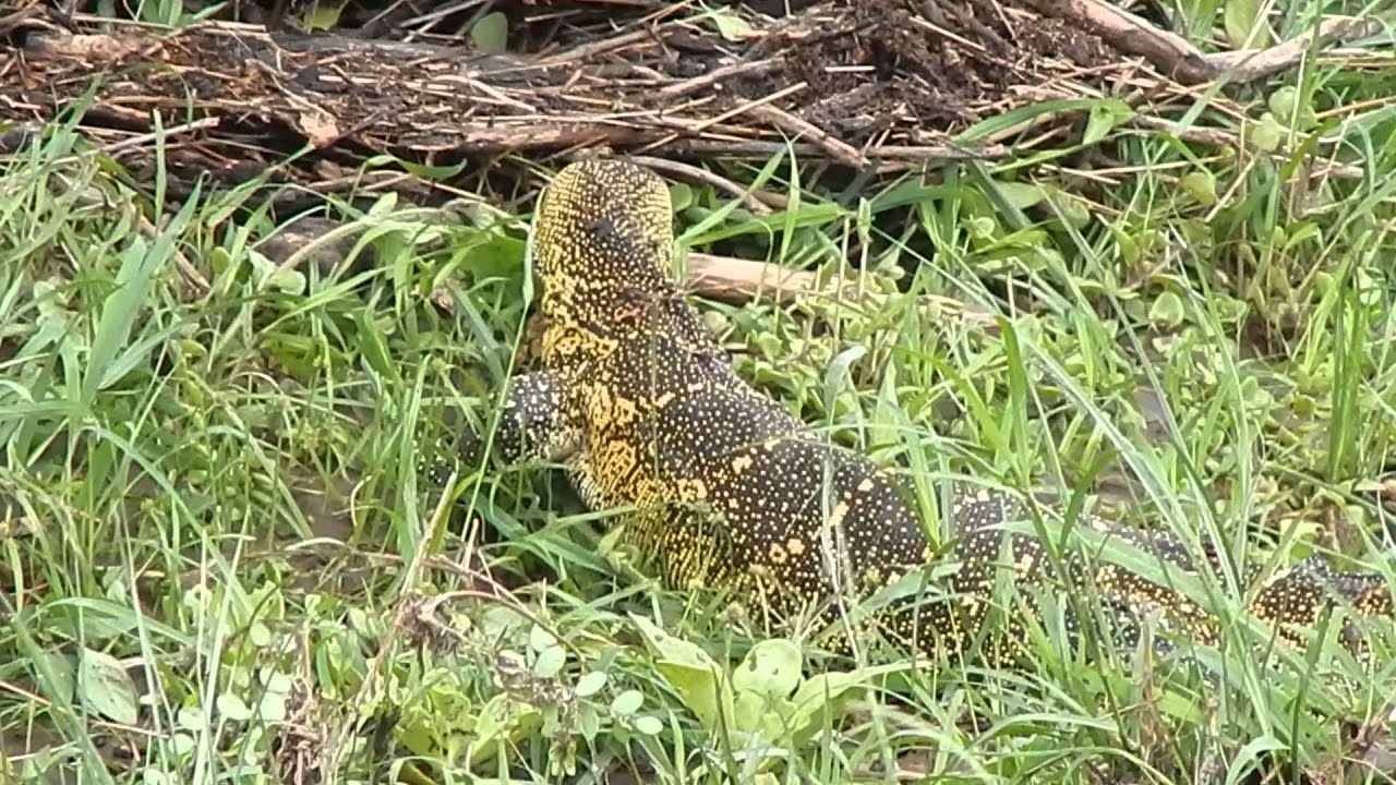Monitor Lizard hunting a Tortoise in Masai Mara Game Reserve - YouTube