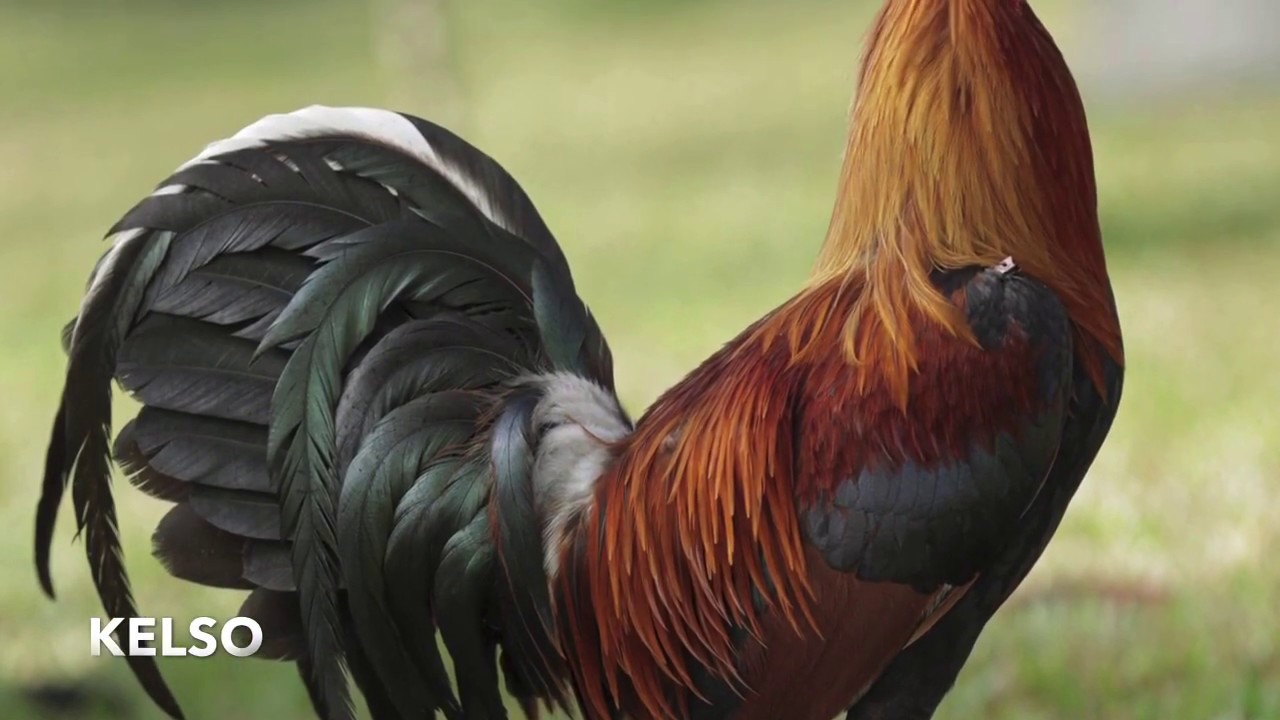 SABUNGERO GAMEFOWL BLOODLINES - YouTube