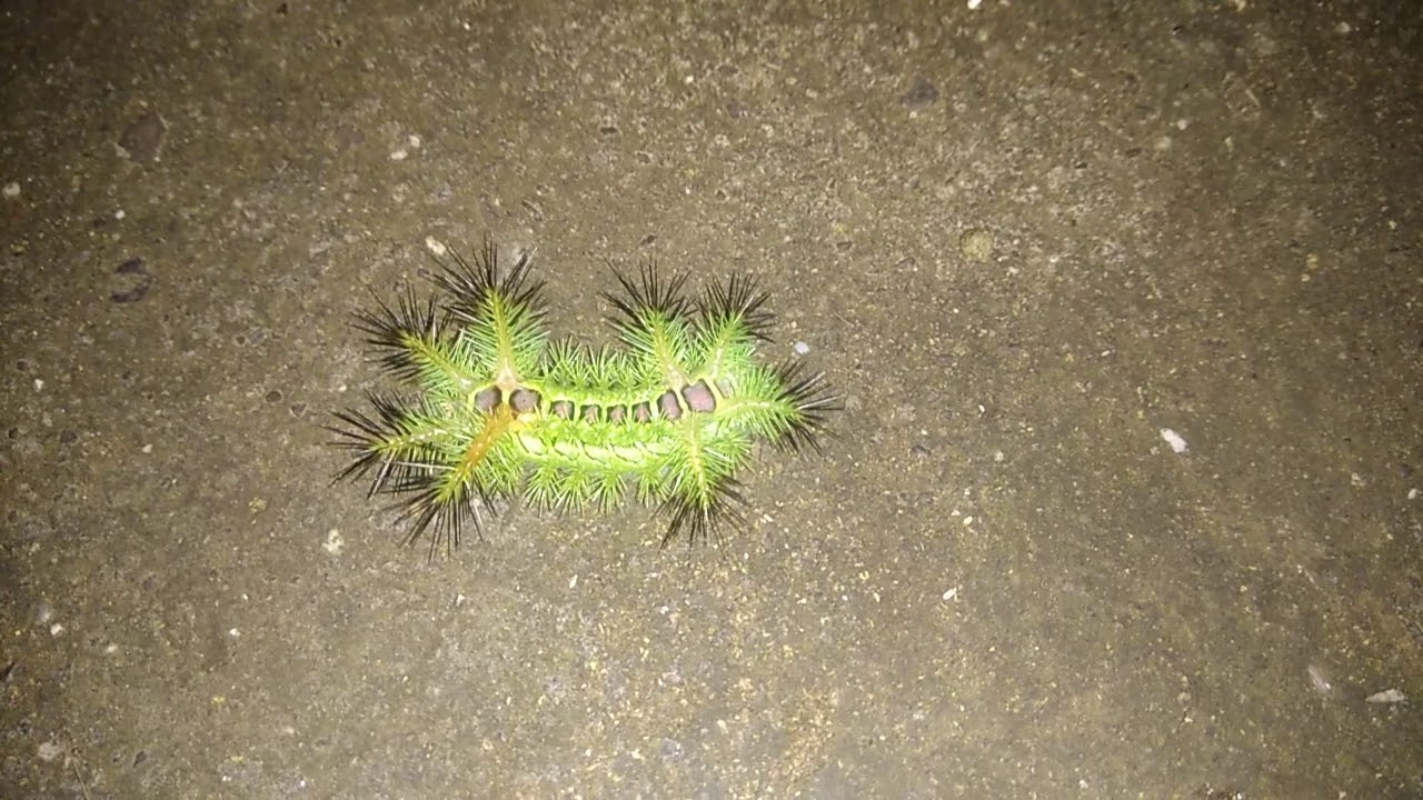 Survant Insect - YouTube