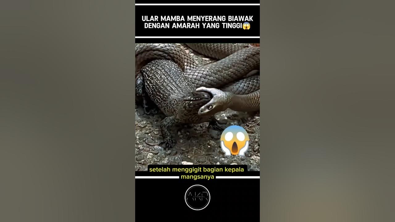ULAR MAMBA MENYERANG BIAWAK DENGAN AMARAH YANG TINGGI⁉️😱#shorts - YouTube