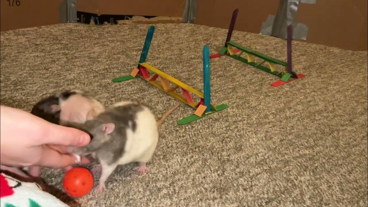 My pet rats Butter and Blueberry practicing some flyball fetch - YouTube