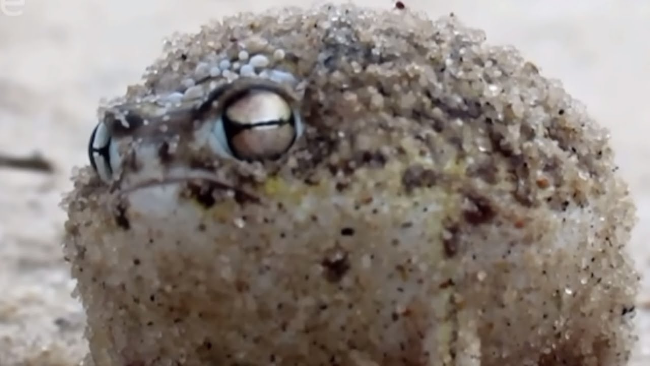 “Ferocious” Frog Sounds - YouTube