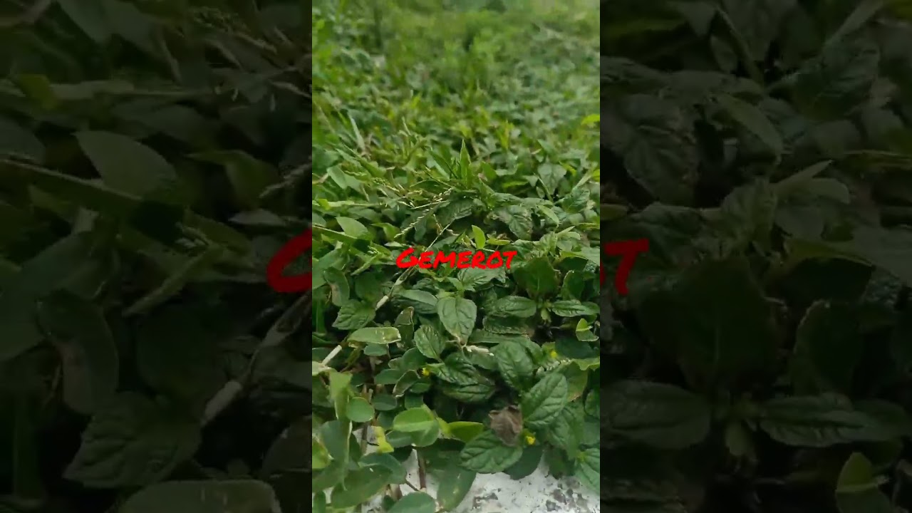 Rumput rumput yang bergoyang - YouTube