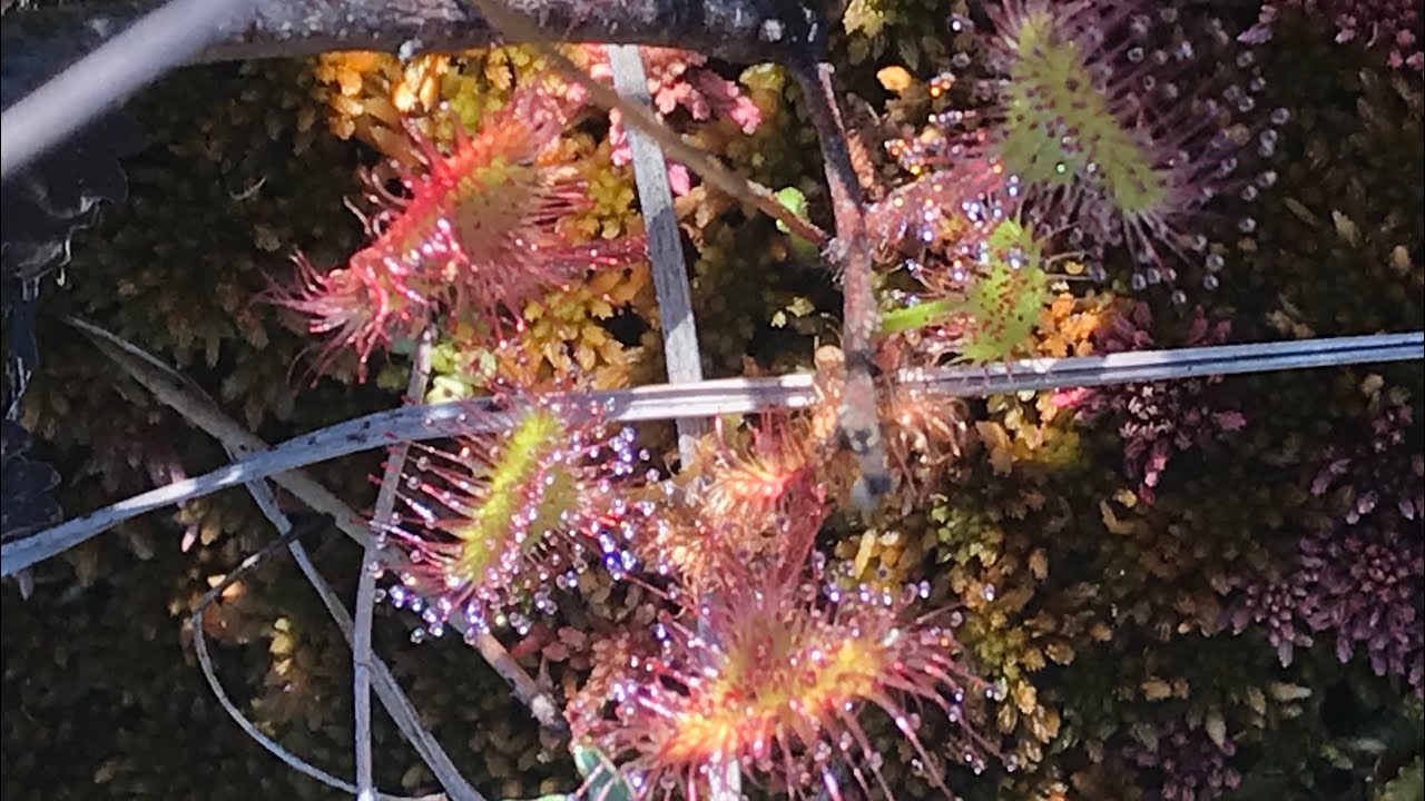Wild Canadian carnivorous plants! - Drosera rotundifolia - YouTube