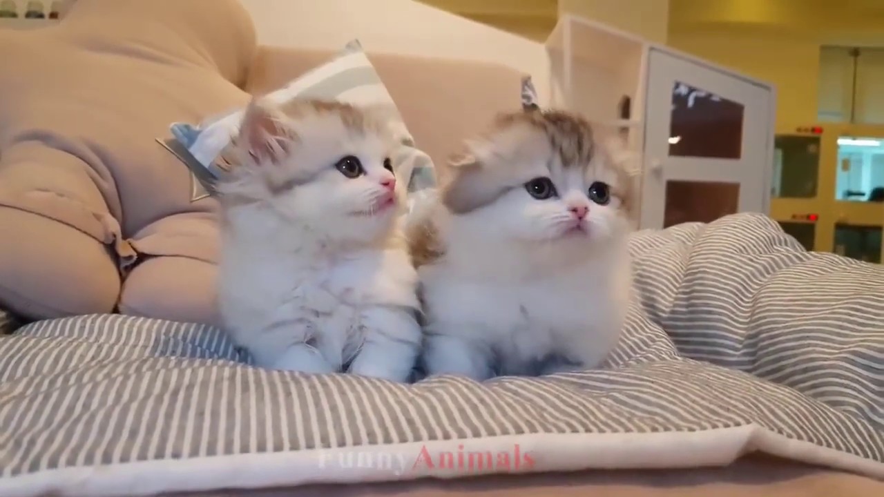 Cute Kitty - YouTube